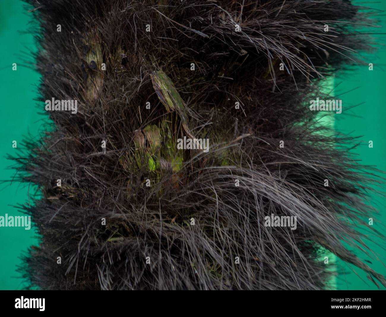 Shaggy trunk of a palm tree. Palm tree near the green wall. unusual ...