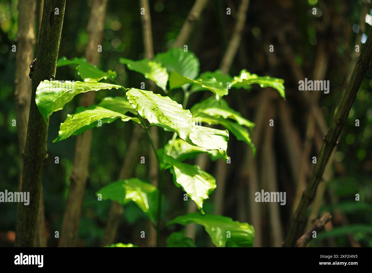 A young coffee plant against a backdrop of more mature trees at a tea ...