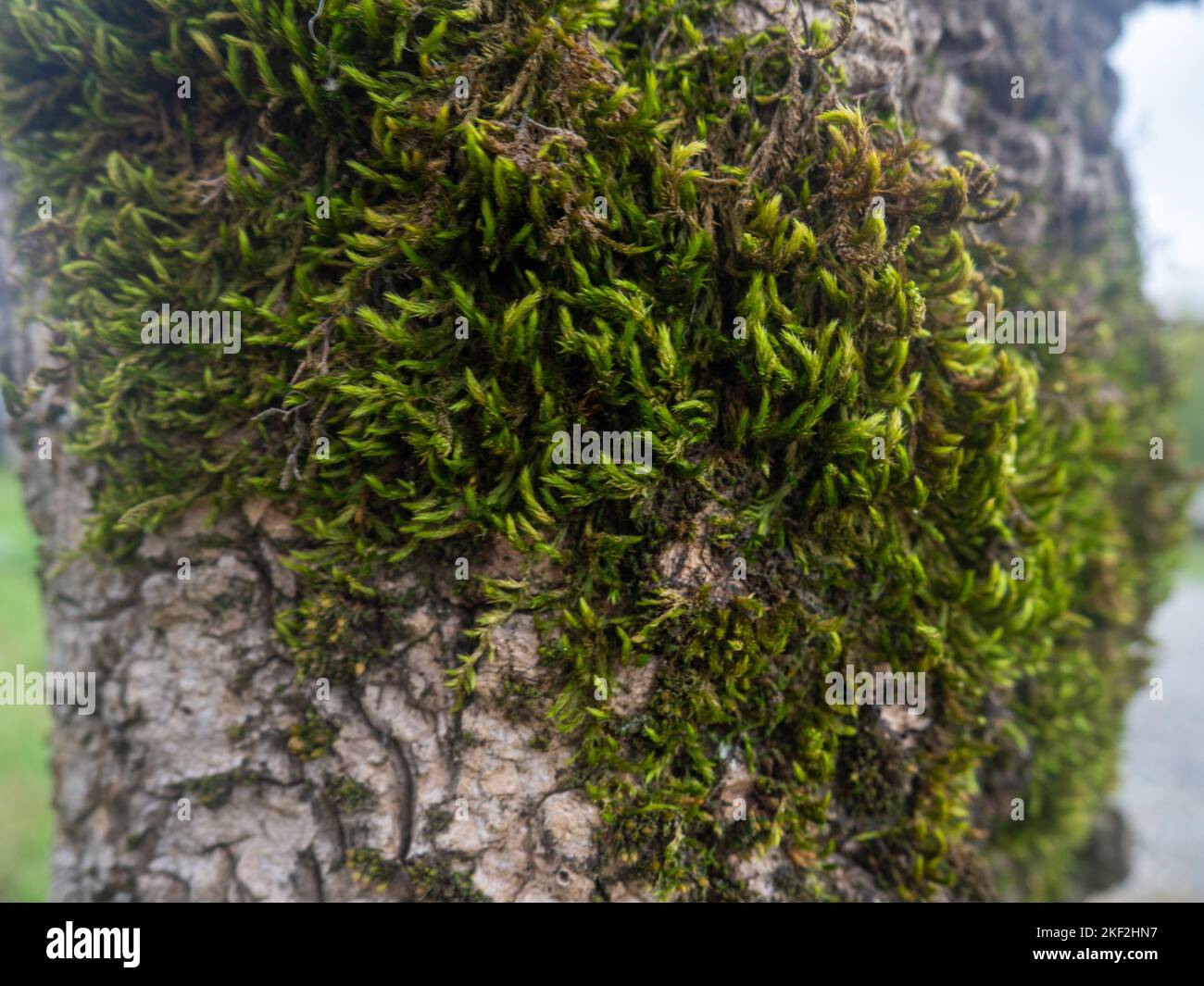 Palm tree bark in moss. Moss on the bark of an old tree. Botany ...