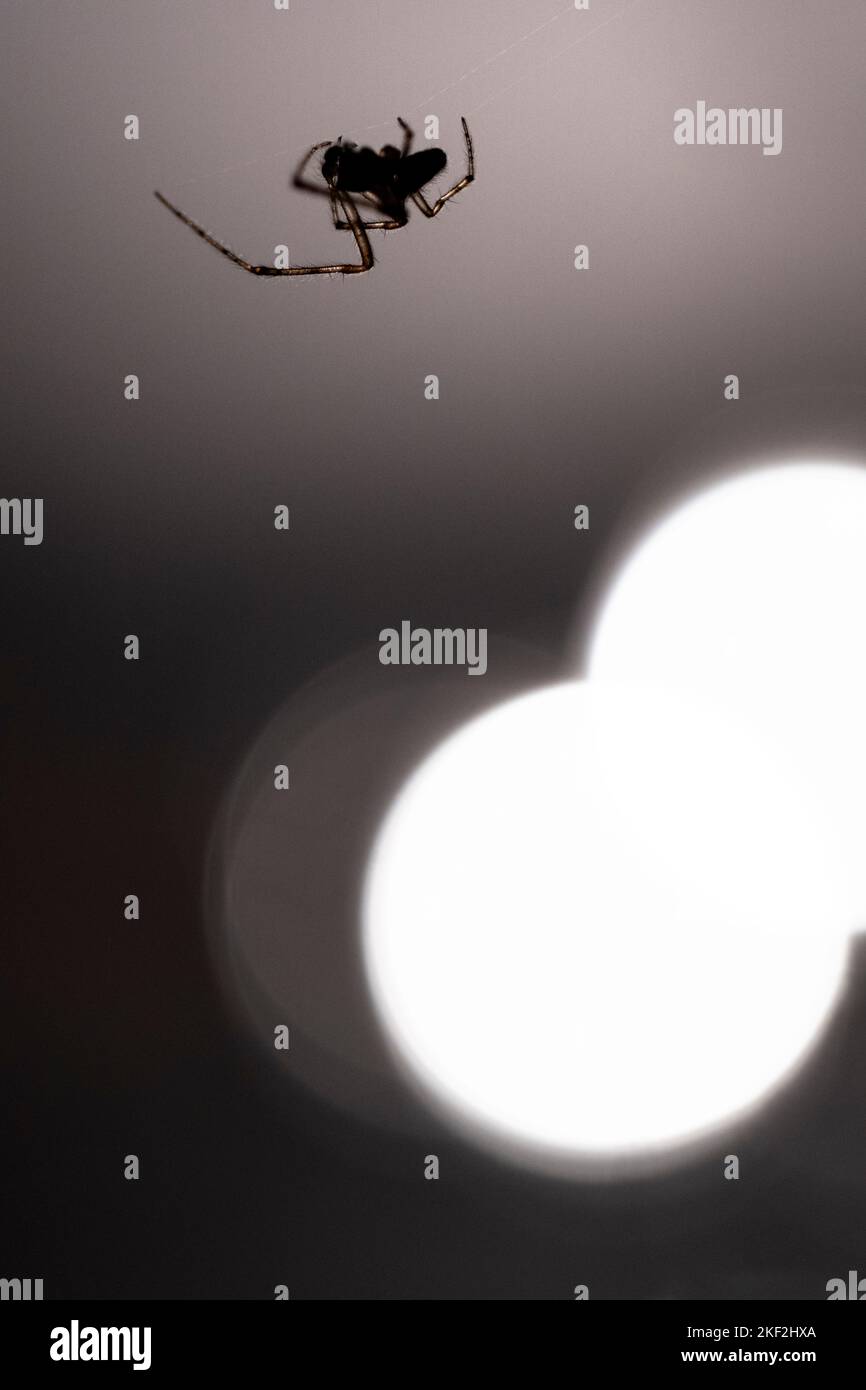 Spider elevated on single strand of thin web. Large bokeh bubbles in ...