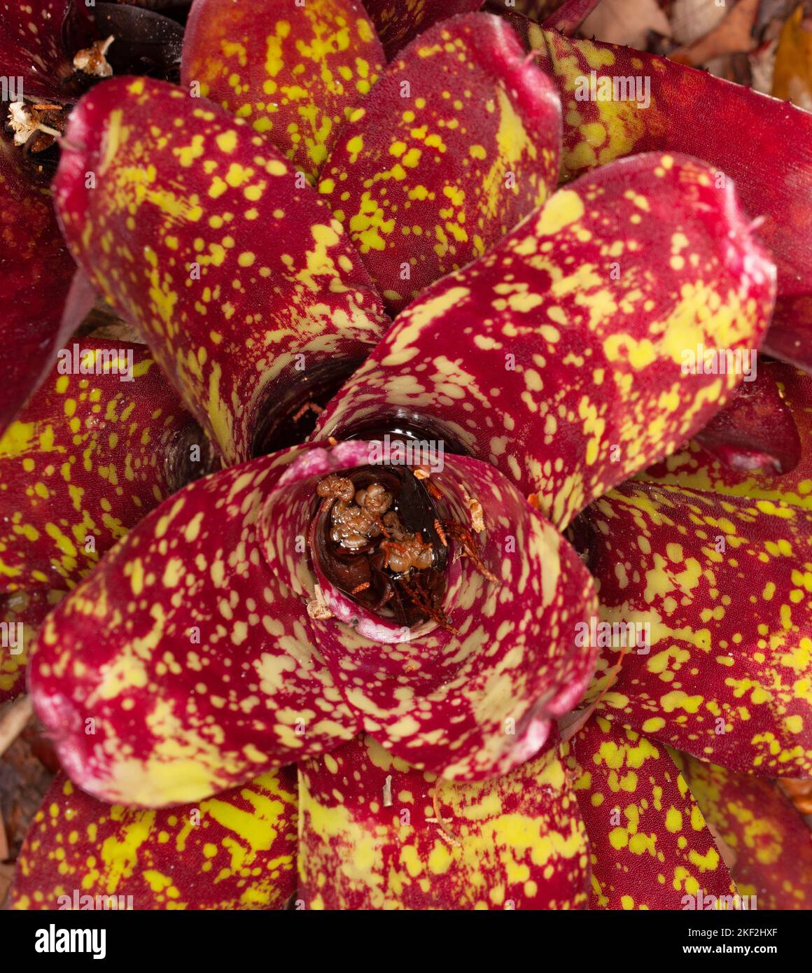 Neoregelia carolinae or Blushing Bromeliad is a species in the genus ...