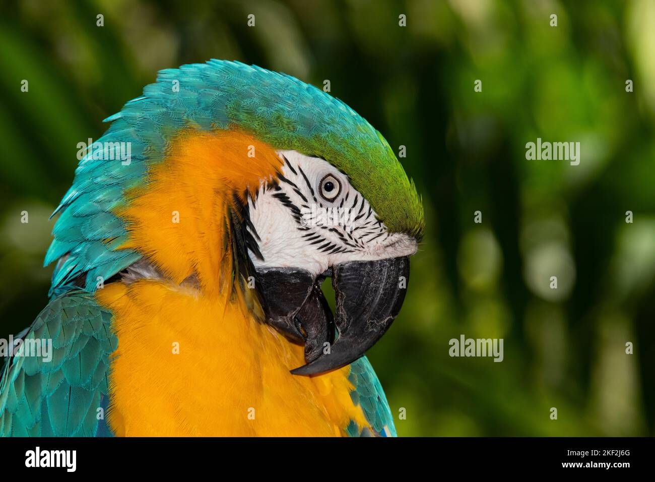 Macaws are known as the giants of the parrot world. The hyacinth macaw ...