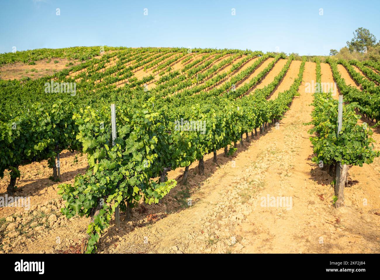 Bierzo wine region hi-res stock photography and images - Alamy