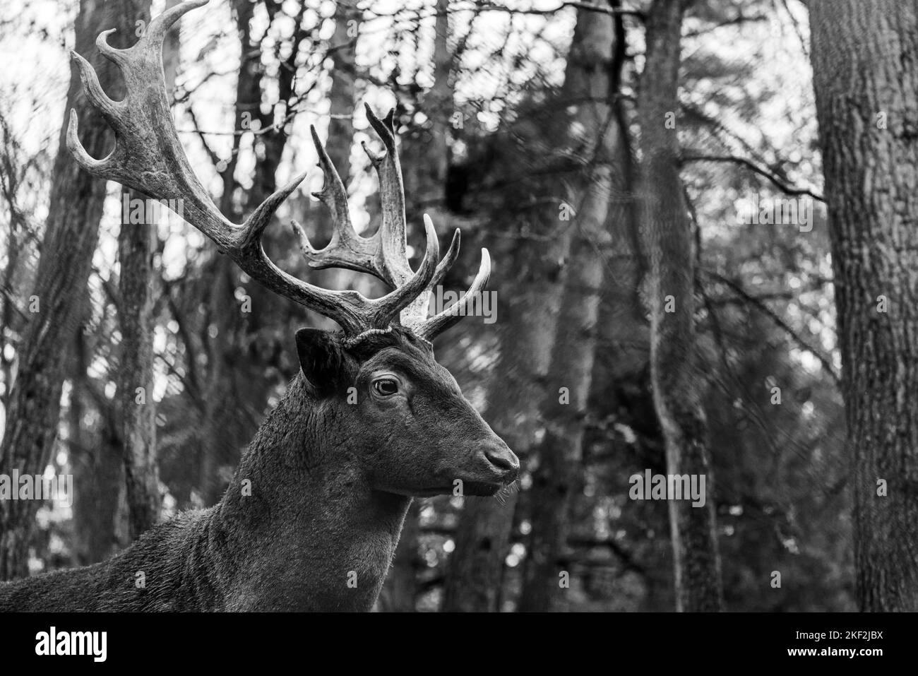 Closeup red eyes black Black and White Stock Photos & Images - Alamy