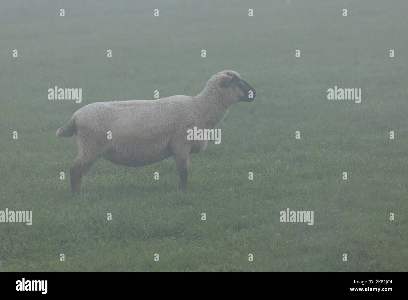 sheep on a misty meadow Stock Photo - Alamy