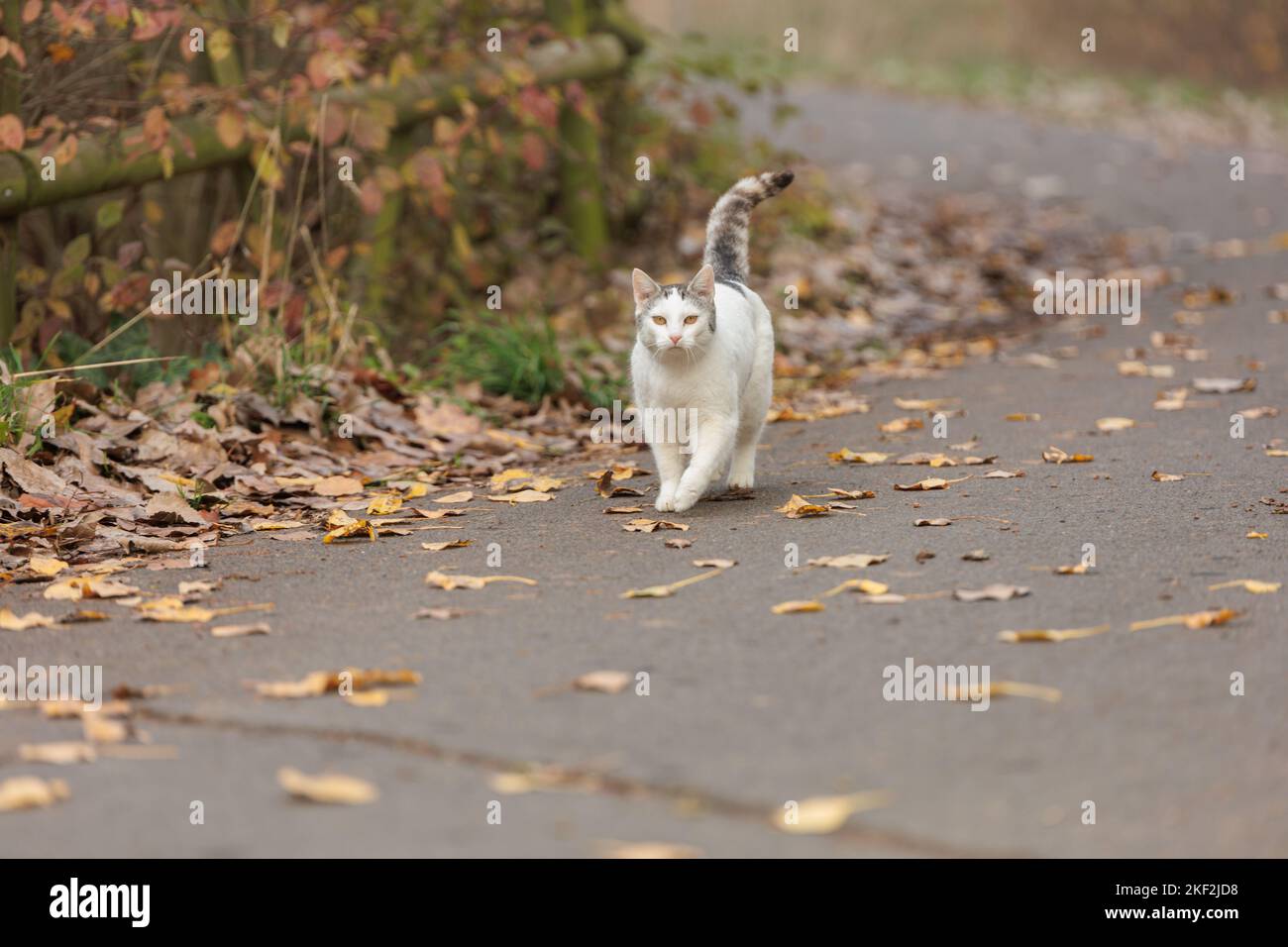 the cat walks along the road covered with leaves Stock Photo - Alamy