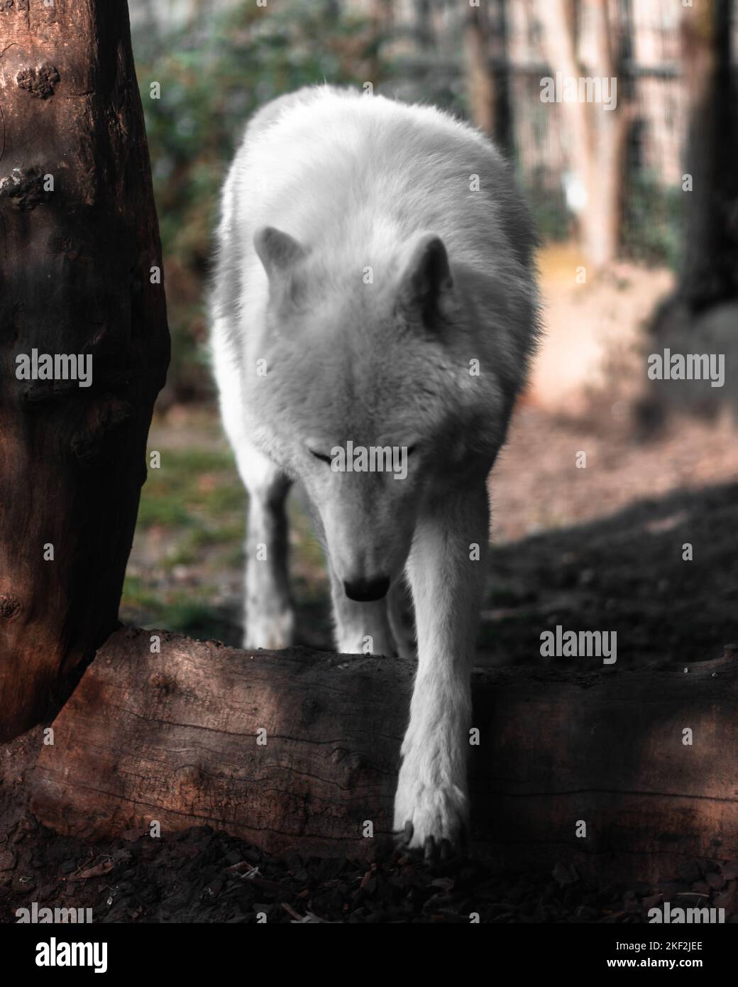 A beautiful Arctic wolf (Canis lupus arctos) stepping on a tree log in ...