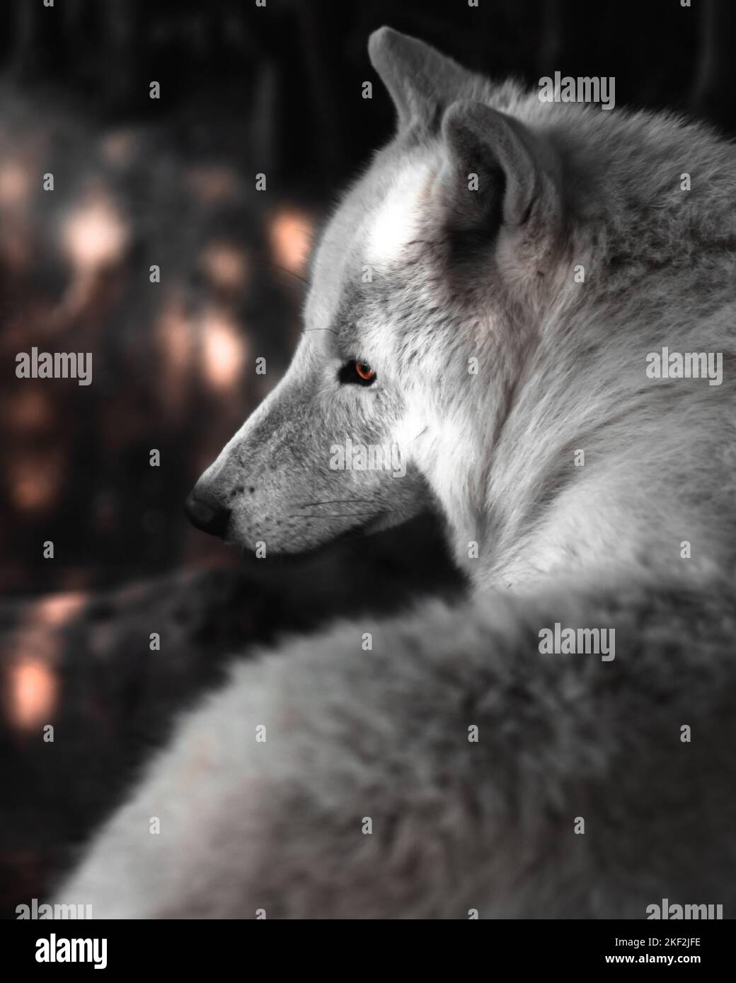 A beautiful Arctic wolf (Canis lupus arctos) under the sunlight in the ...