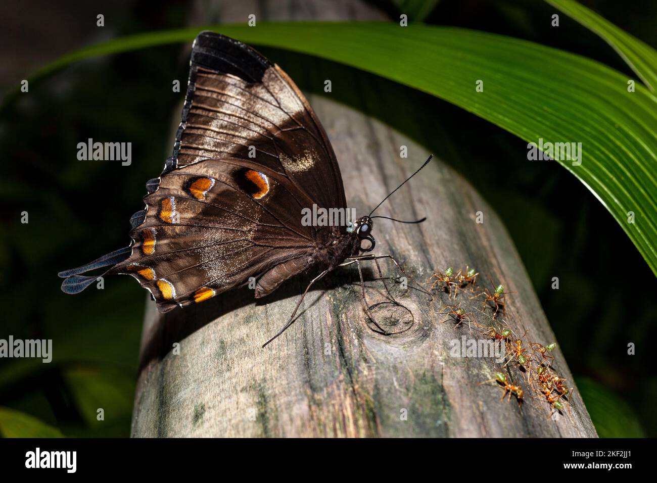 Butterflies are the adult flying stage of certain insects belonging to ...