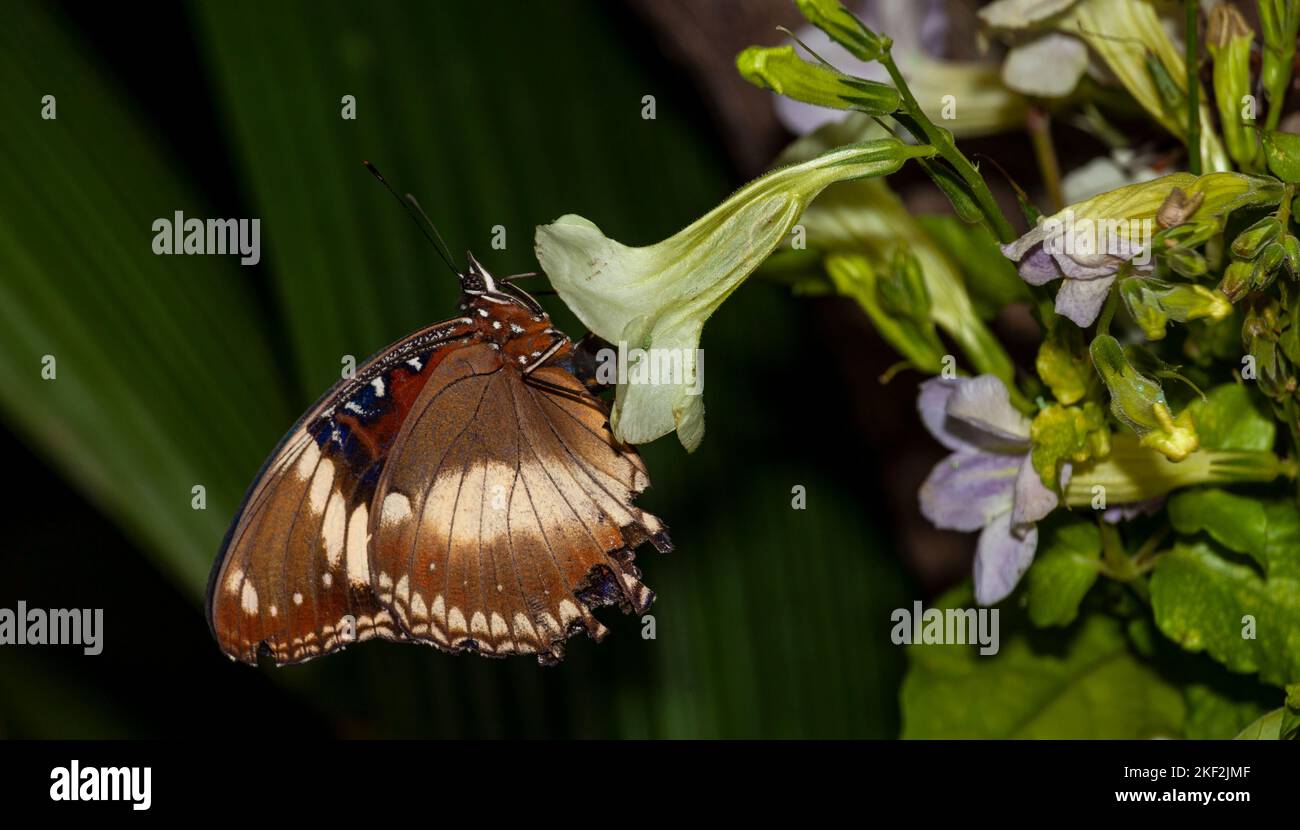 Butterflies are the adult flying stage of certain insects belonging to ...
