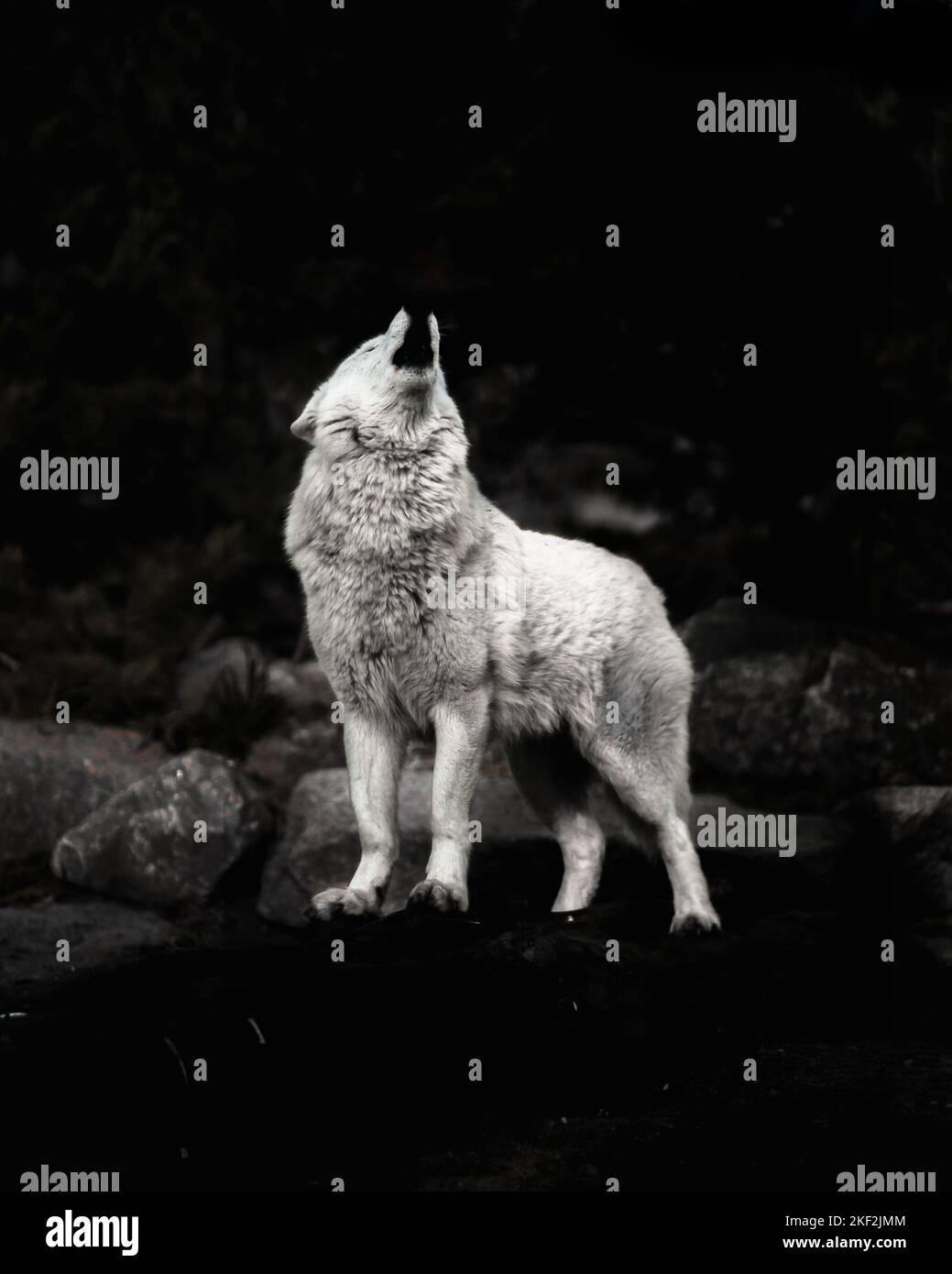 Black wolf howling hi-res stock photography and images - Alamy