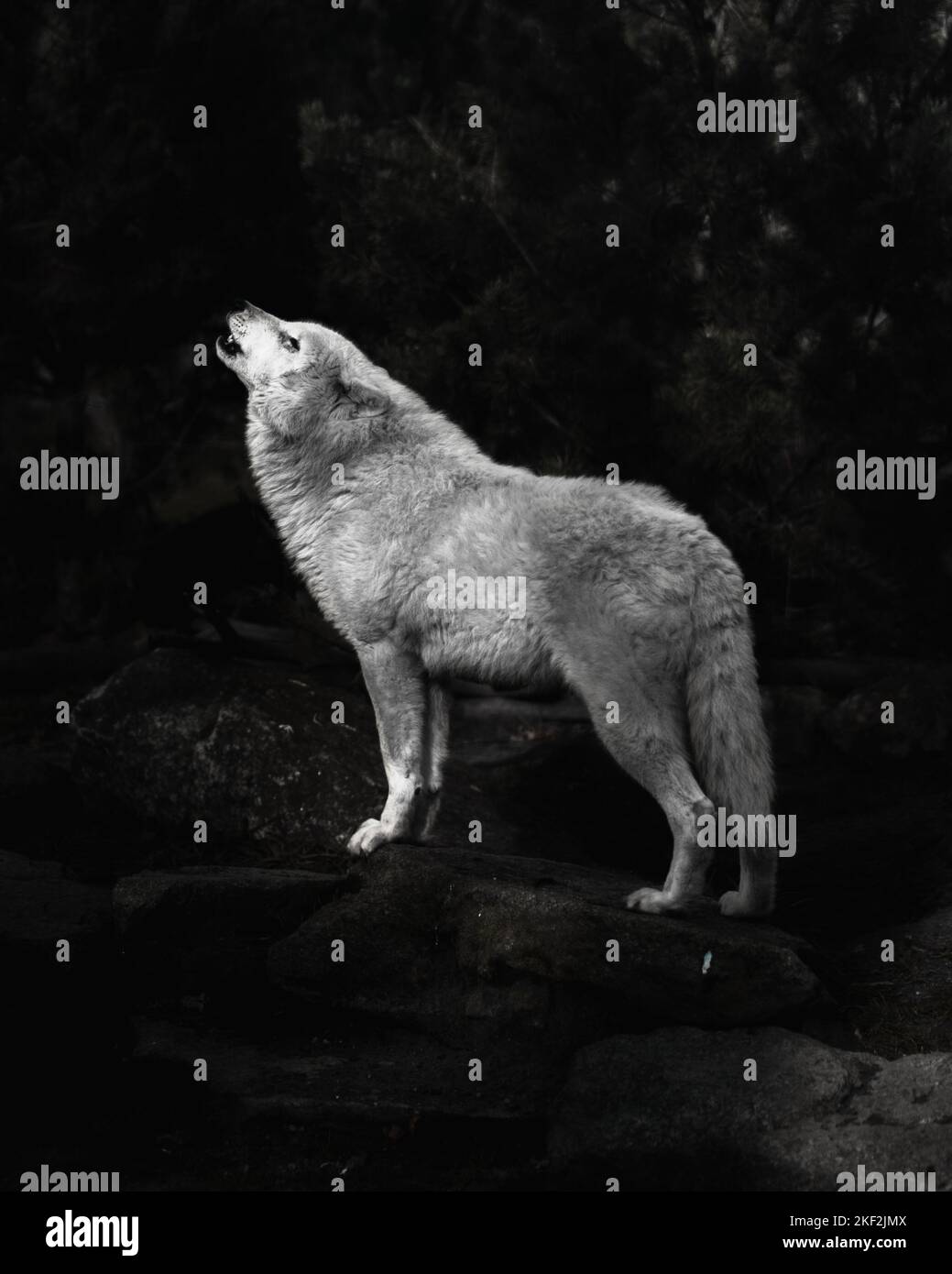 A beautiful Arctic wolf (Canis lupus arctos) standing on rocks and ...