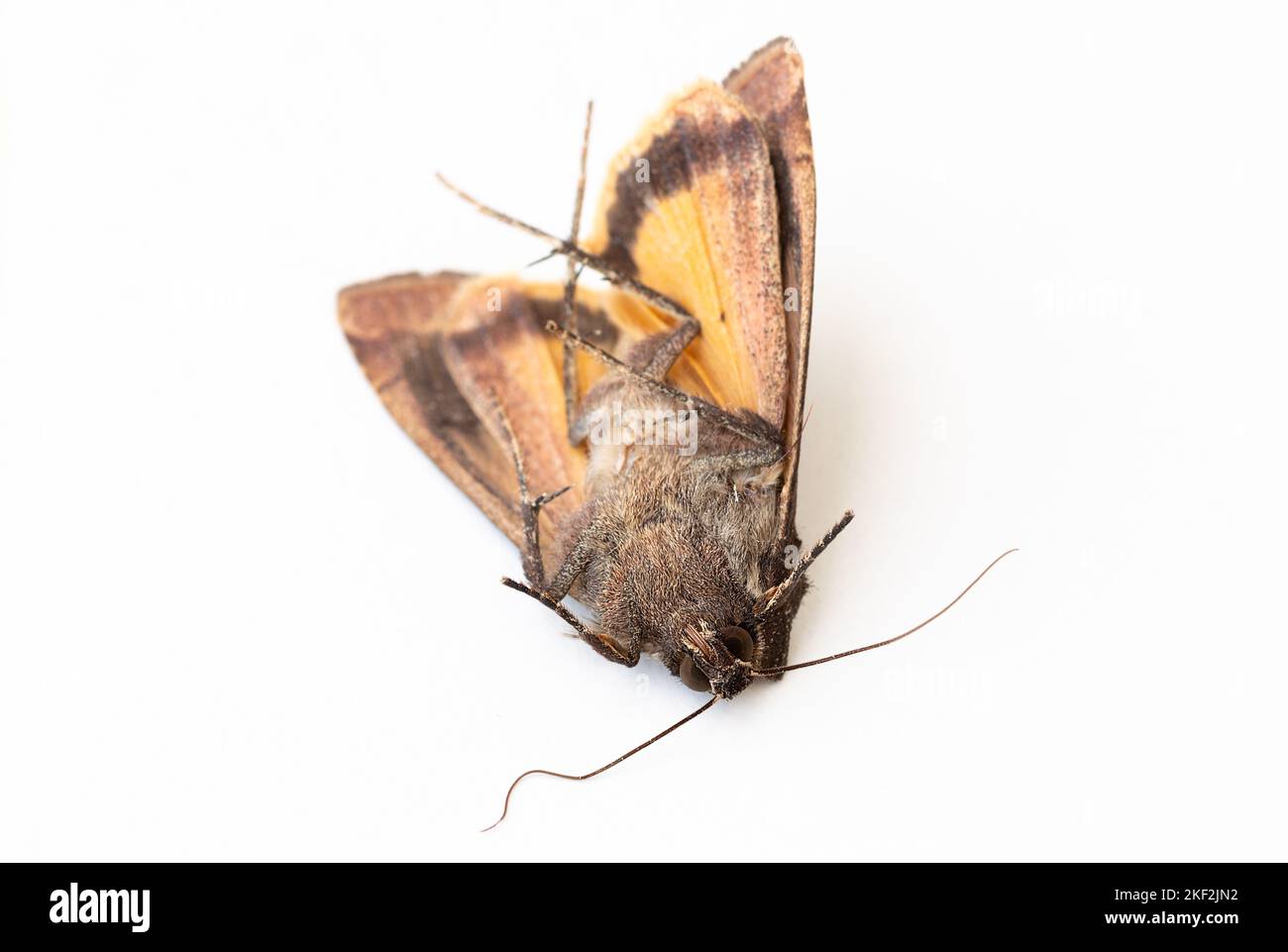 Close up of dead deadly moth isolated on white background Stock Photo ...