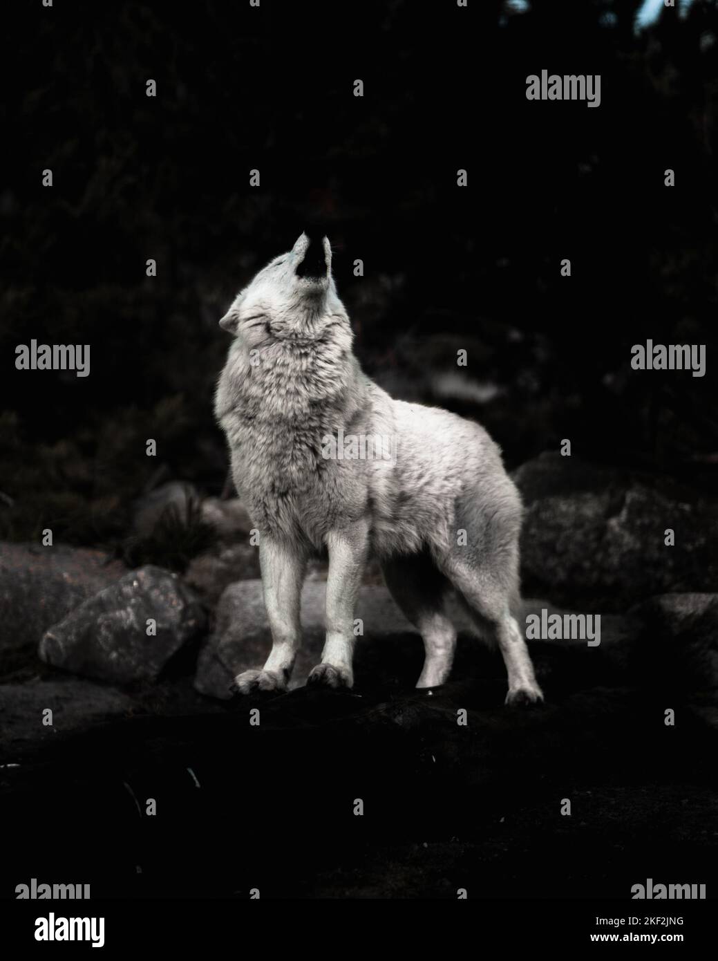 A beautiful Arctic wolf (Canis lupus arctos) standing on rocks and ...