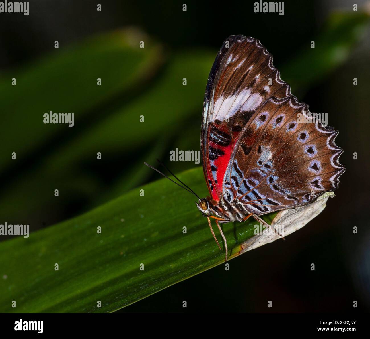 Butterflies are the adult flying stage of certain insects belonging to ...