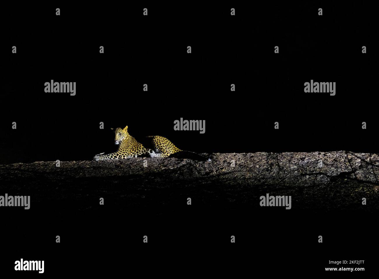 Cheetah at night hi-res stock photography and images - Alamy