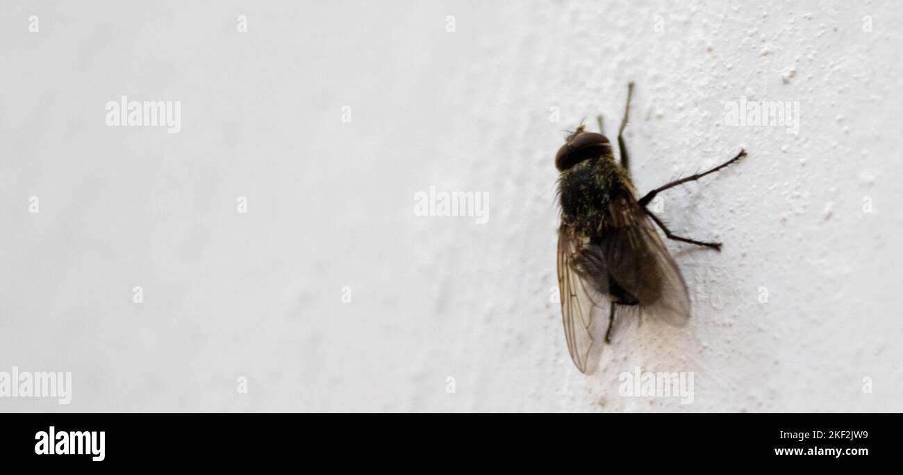 close up Blow fly, carrion fly, bluebottles, greenbottles, or cluster ...