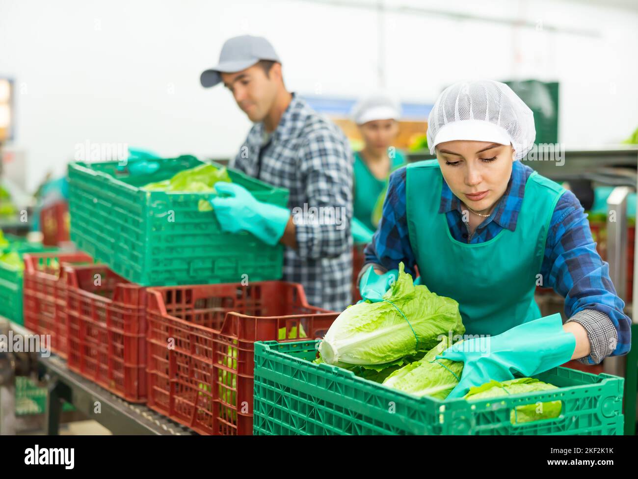 Female employee of sorting factory packing lettuce into boxes Stock ...