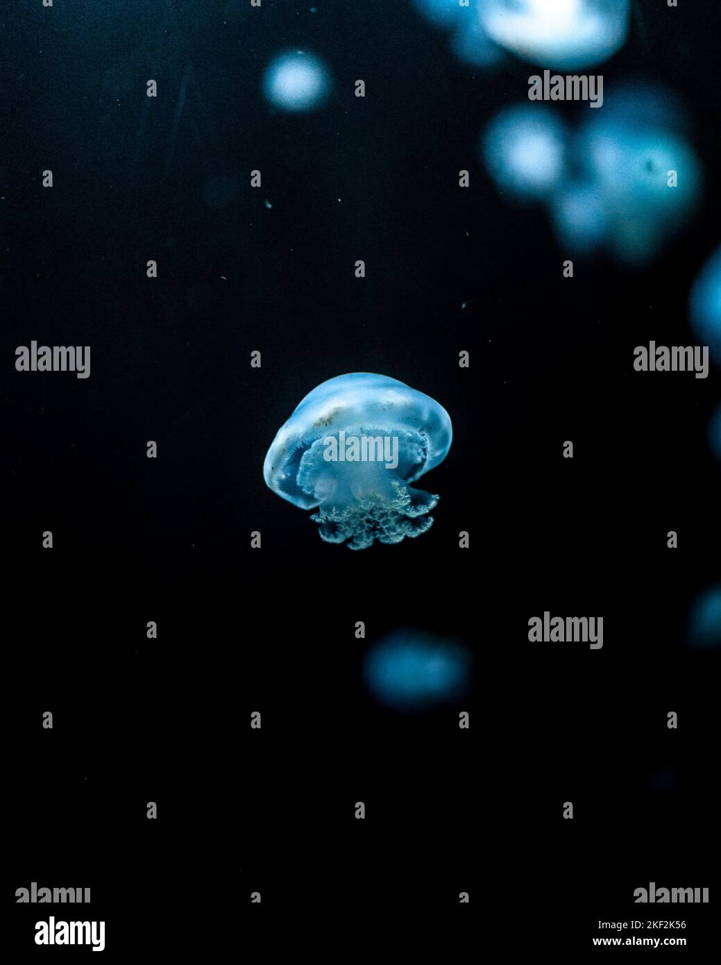 Jellyfish brain hi-res stock photography and images - Alamy