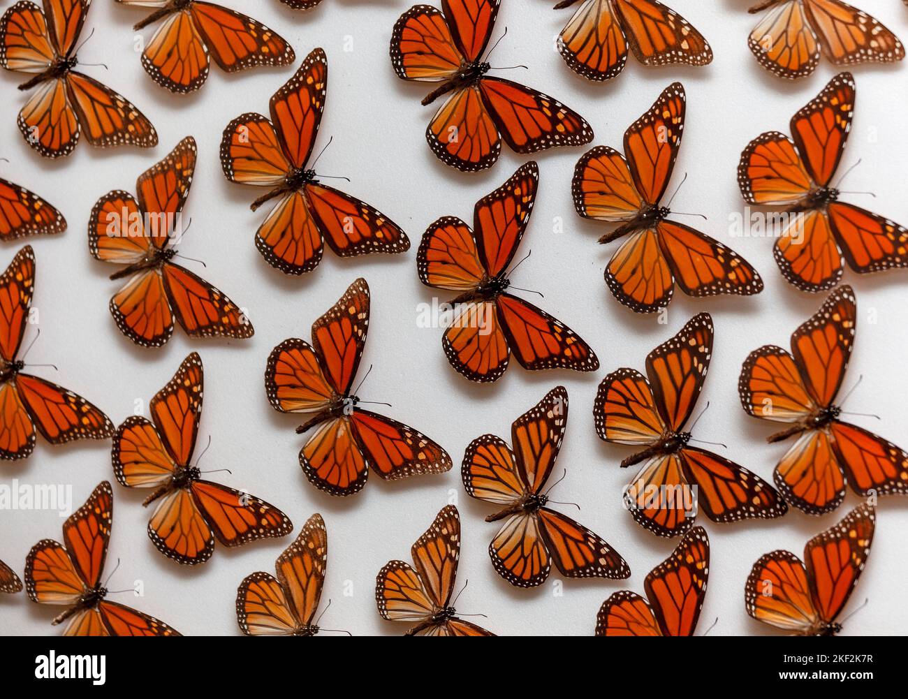 Butterflies are the adult flying stage of certain insects belonging to ...