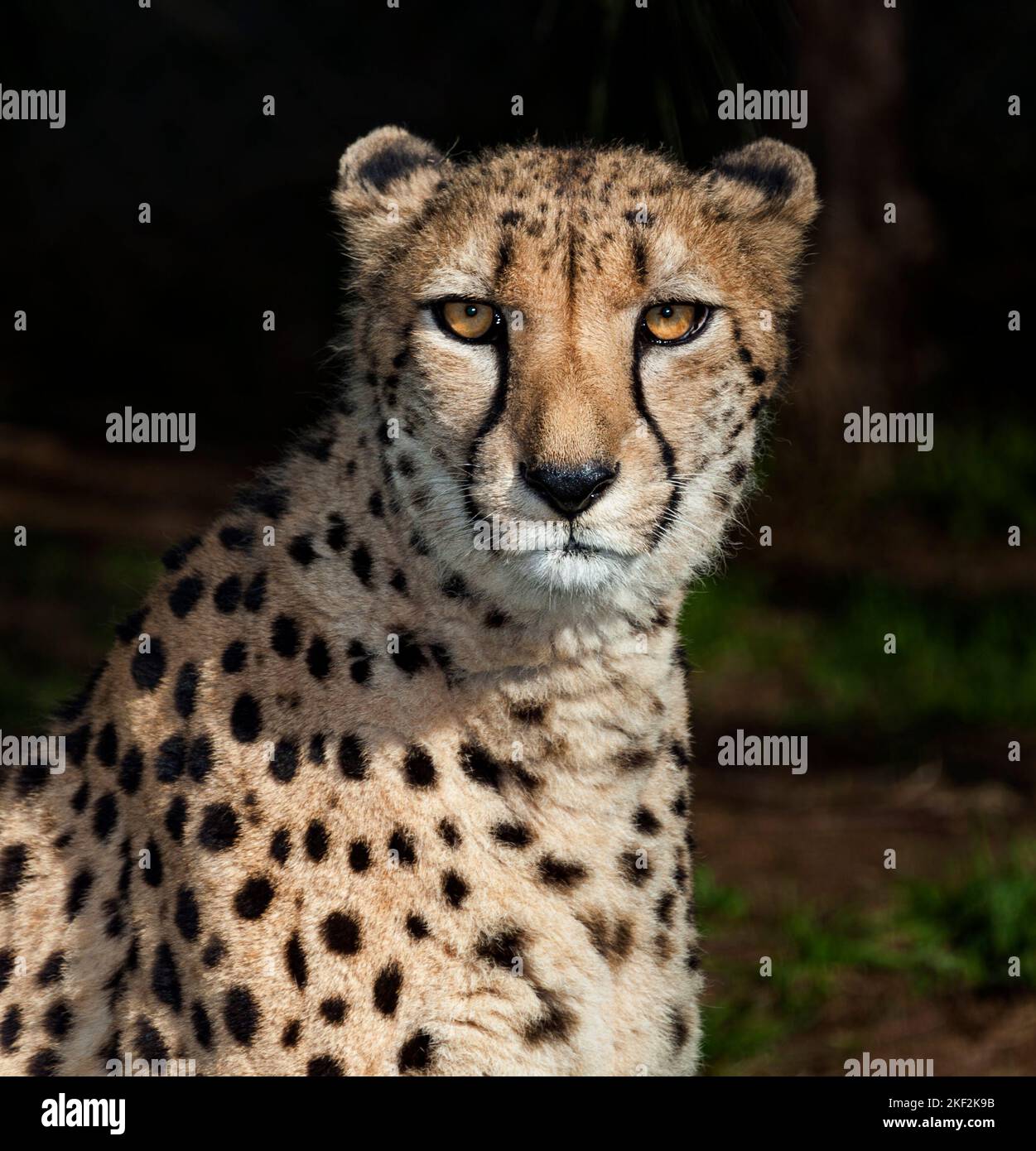 The cheetah is a large cat native to Africa and central Iran. It is the ...
