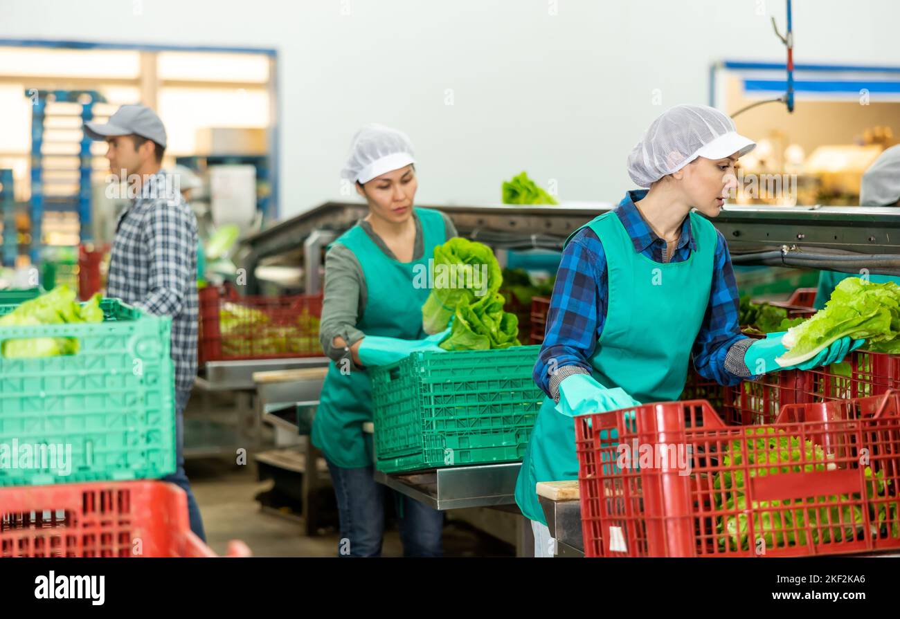 Workers of vegetable sorting factory arranging lettuce in boxes Stock ...