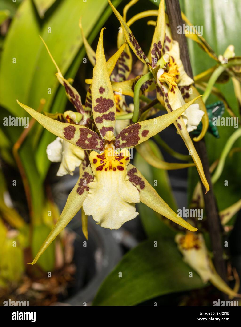 Oncidium orchids were first officially described by Olaf Swartz, a ...