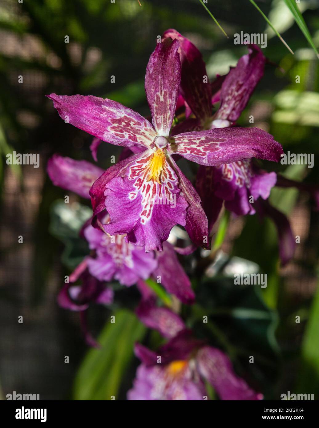 Oncidium orchids were first officially described by Olaf Swartz, a ...