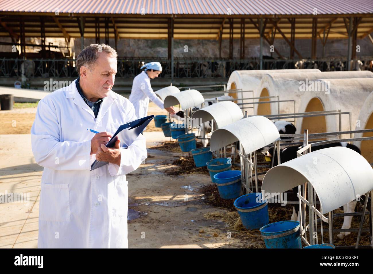 Quality experts are standing in uniform at the cow farm Stock Photo - Alamy