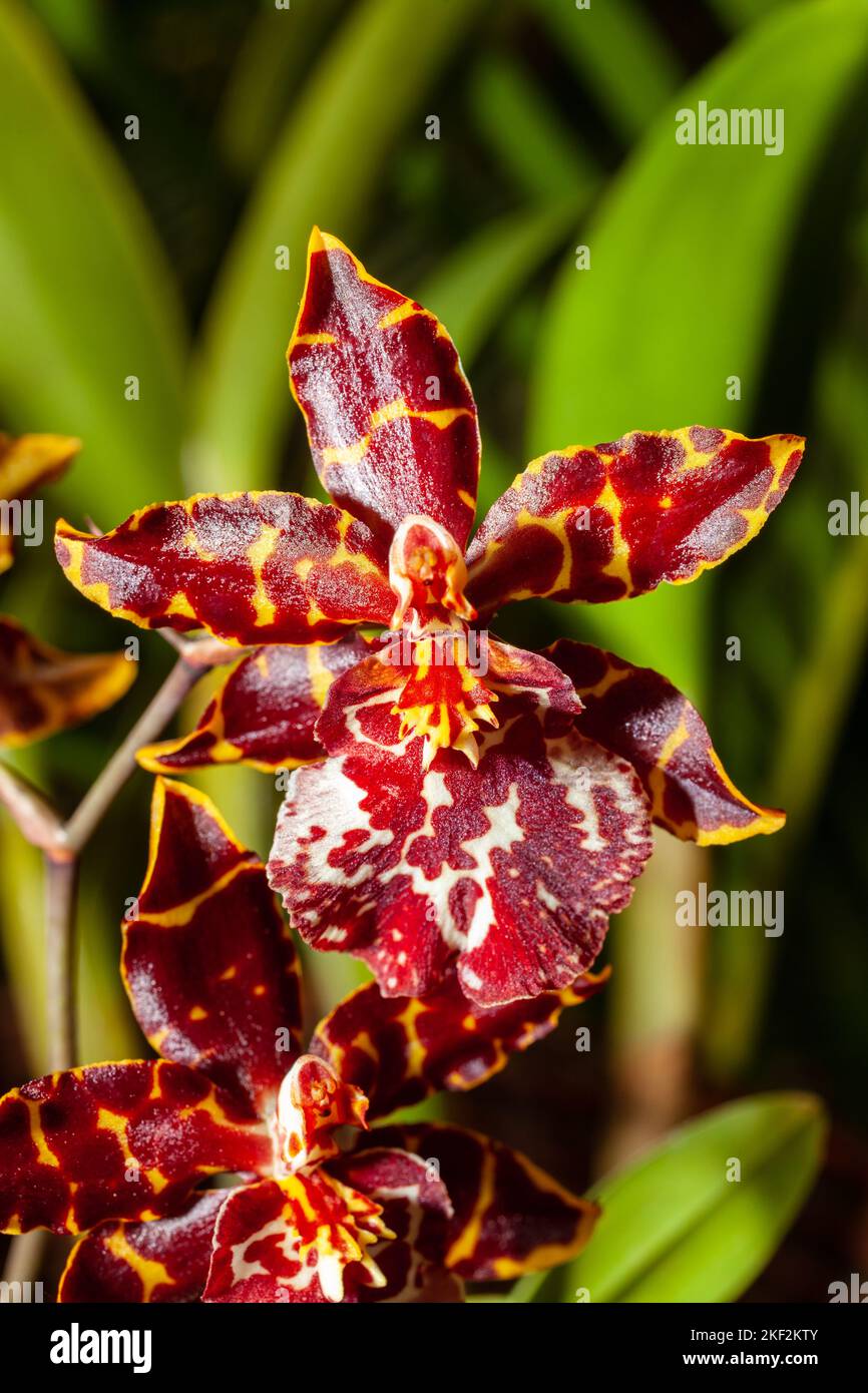 Oncidium orchids were first officially described by Olaf Swartz, a ...