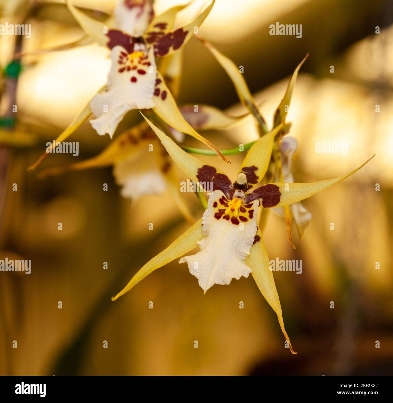 Oncidium orchids were first officially described by Olaf Swartz, a ...