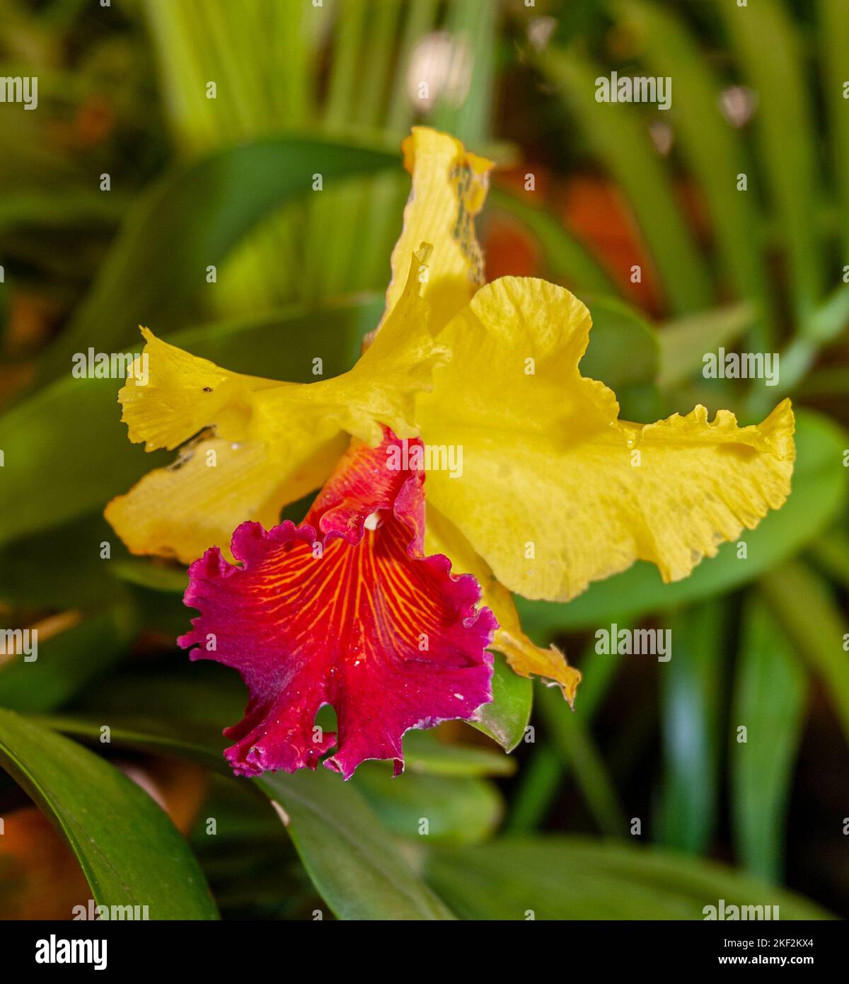 Oncidium orchids were first officially described by Olaf Swartz, a ...