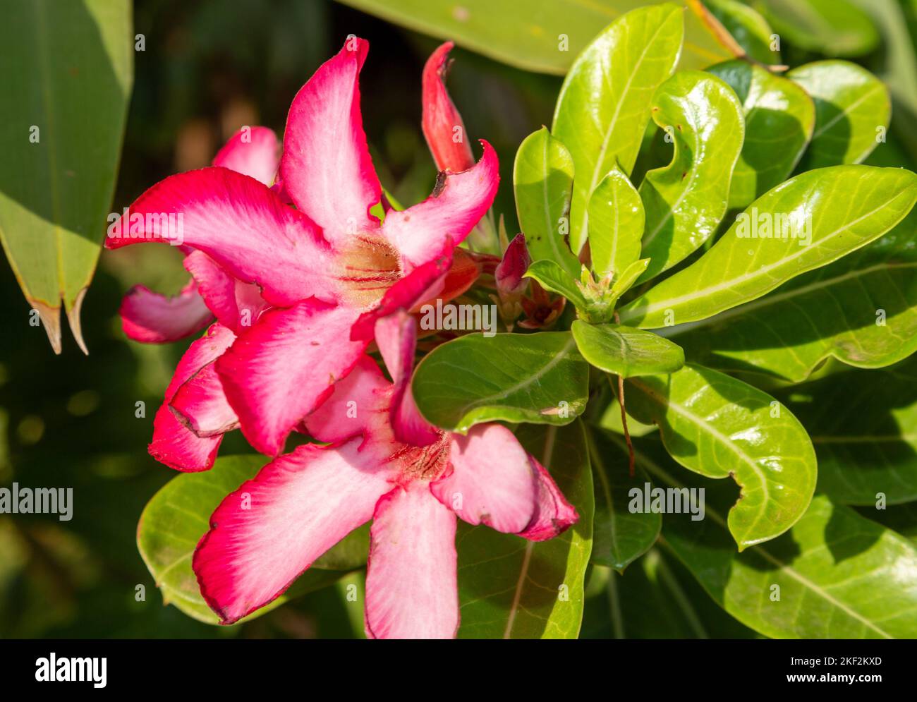 Adenium obesum is a poisonous species of flowering plant belonging to ...