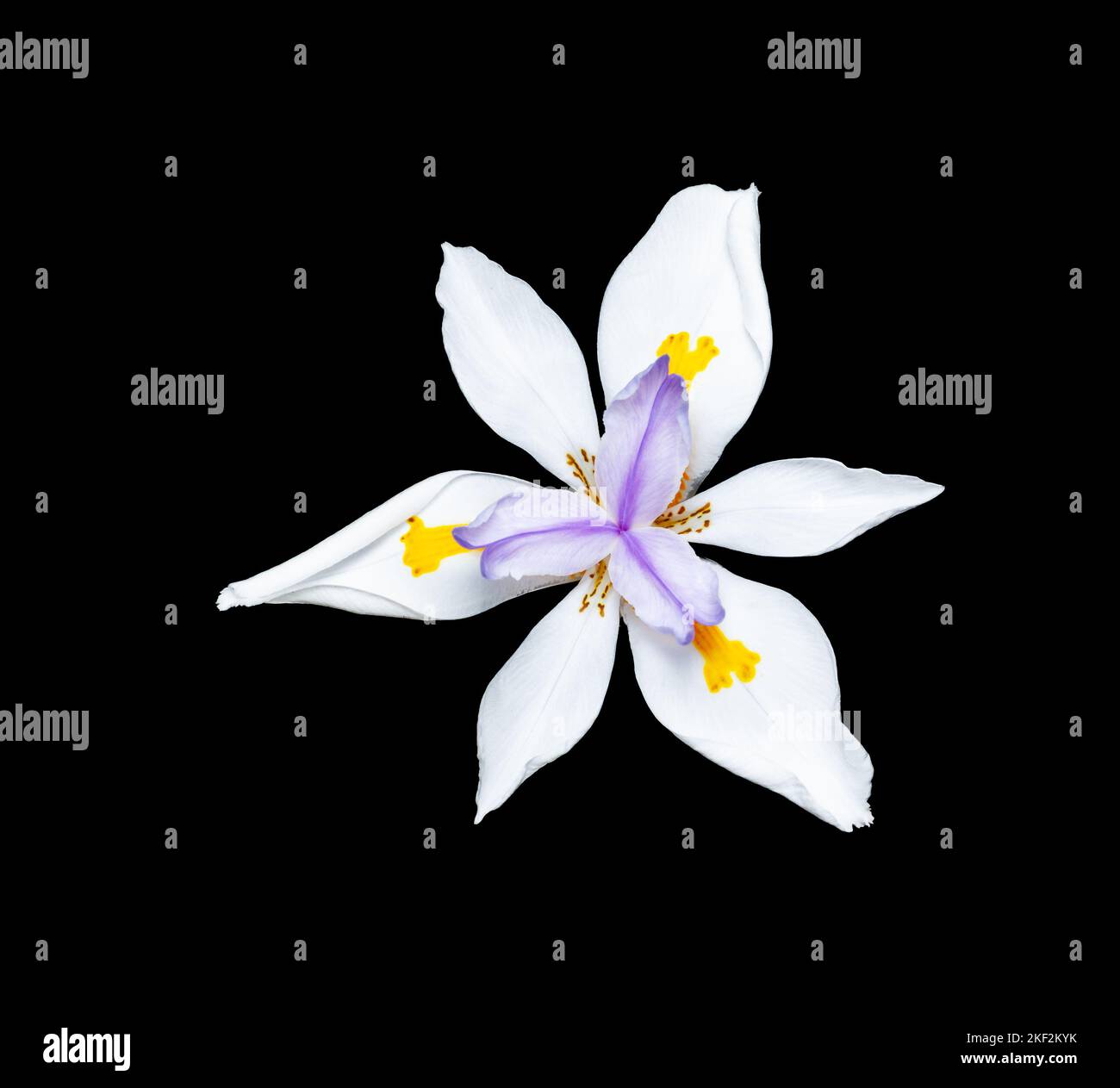 Dietes grandiflora, the large wild iris, African iris or fairy iris, is ...