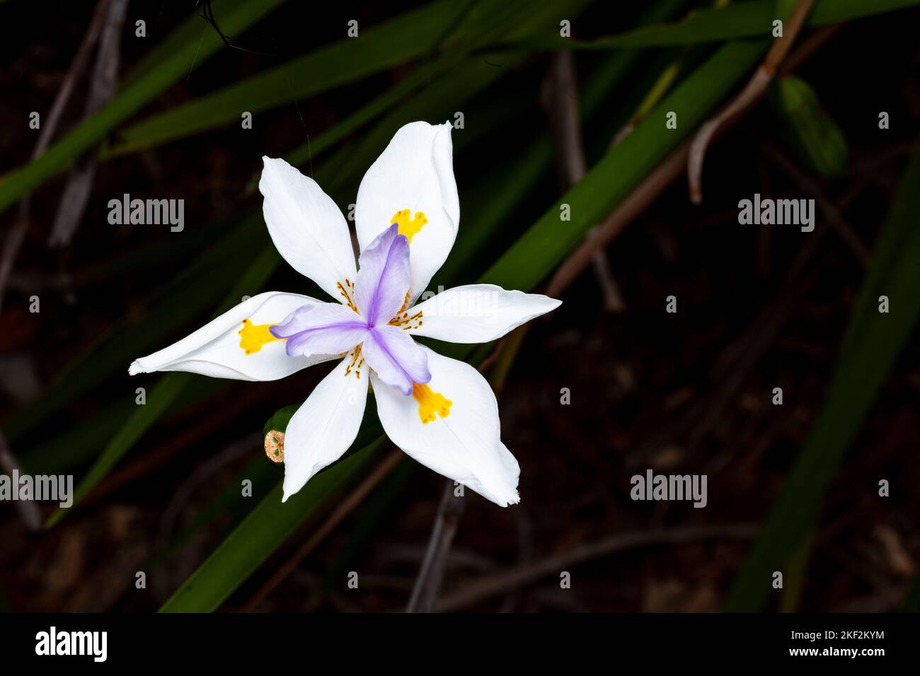 Dietes grandiflora, the large wild iris, African iris or fairy iris, is ...