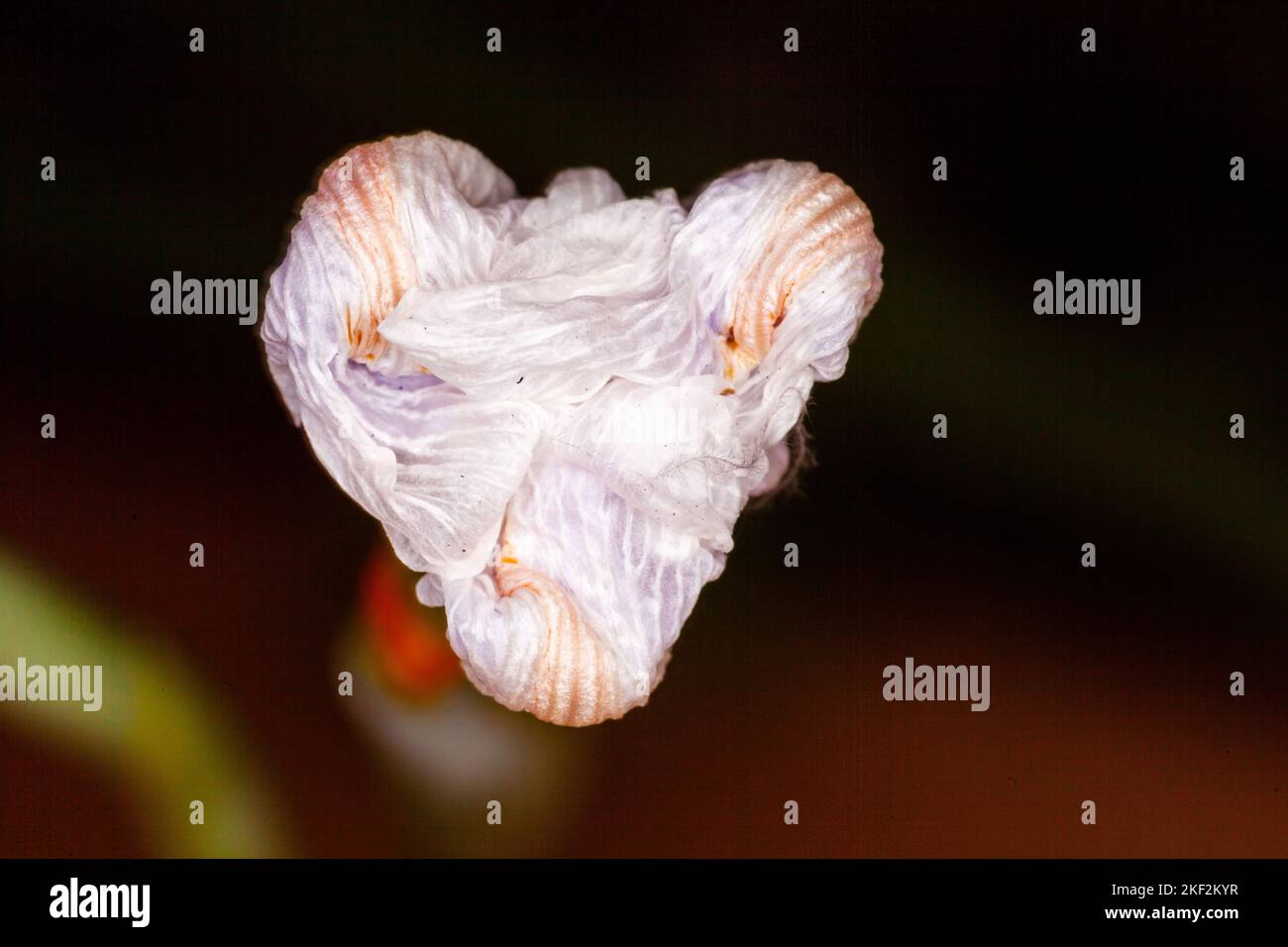 Dietes grandiflora, the large wild iris, African iris or fairy iris, is ...