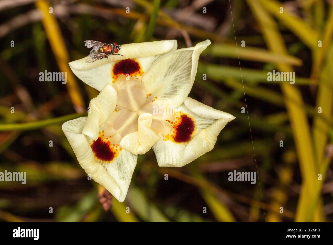 Dietes bicolor, the African iris, fortnight lily or yellow wild iris ...