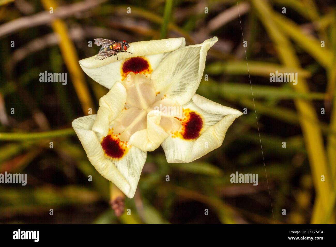 Dietes bicolor, the African iris, fortnight lily or yellow wild iris ...