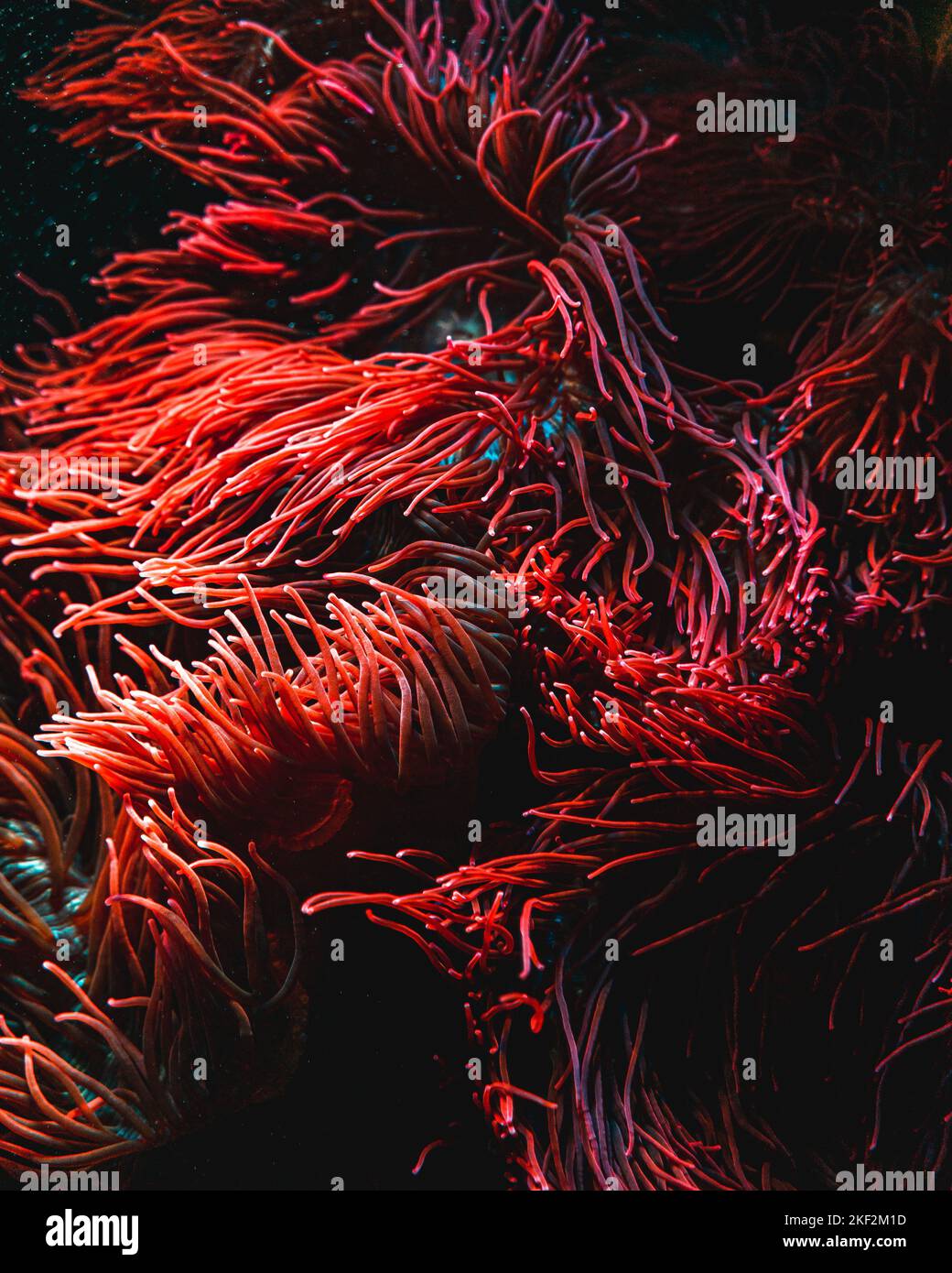 A red Anemonia sea animal (Actiniidae) with floating snakelocks Stock ...