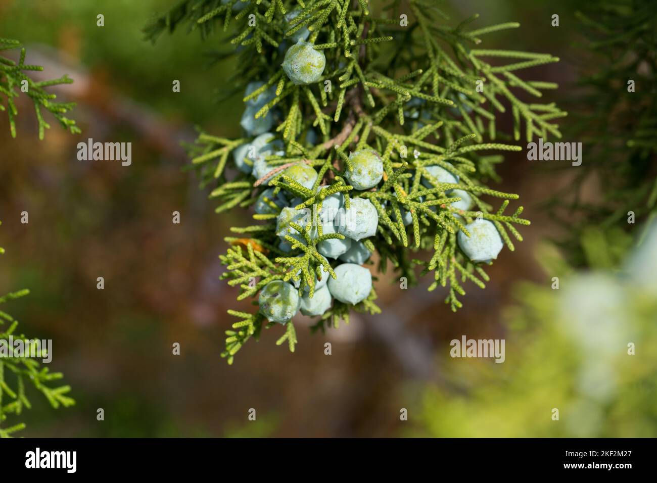 Fruits of Juniperus californica tree Stock Photo - Alamy