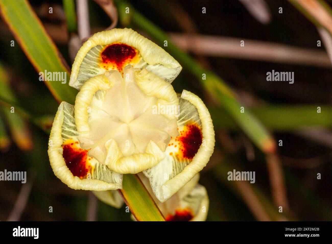 Dietes bicolor, the African iris, fortnight lily or yellow wild iris ...
