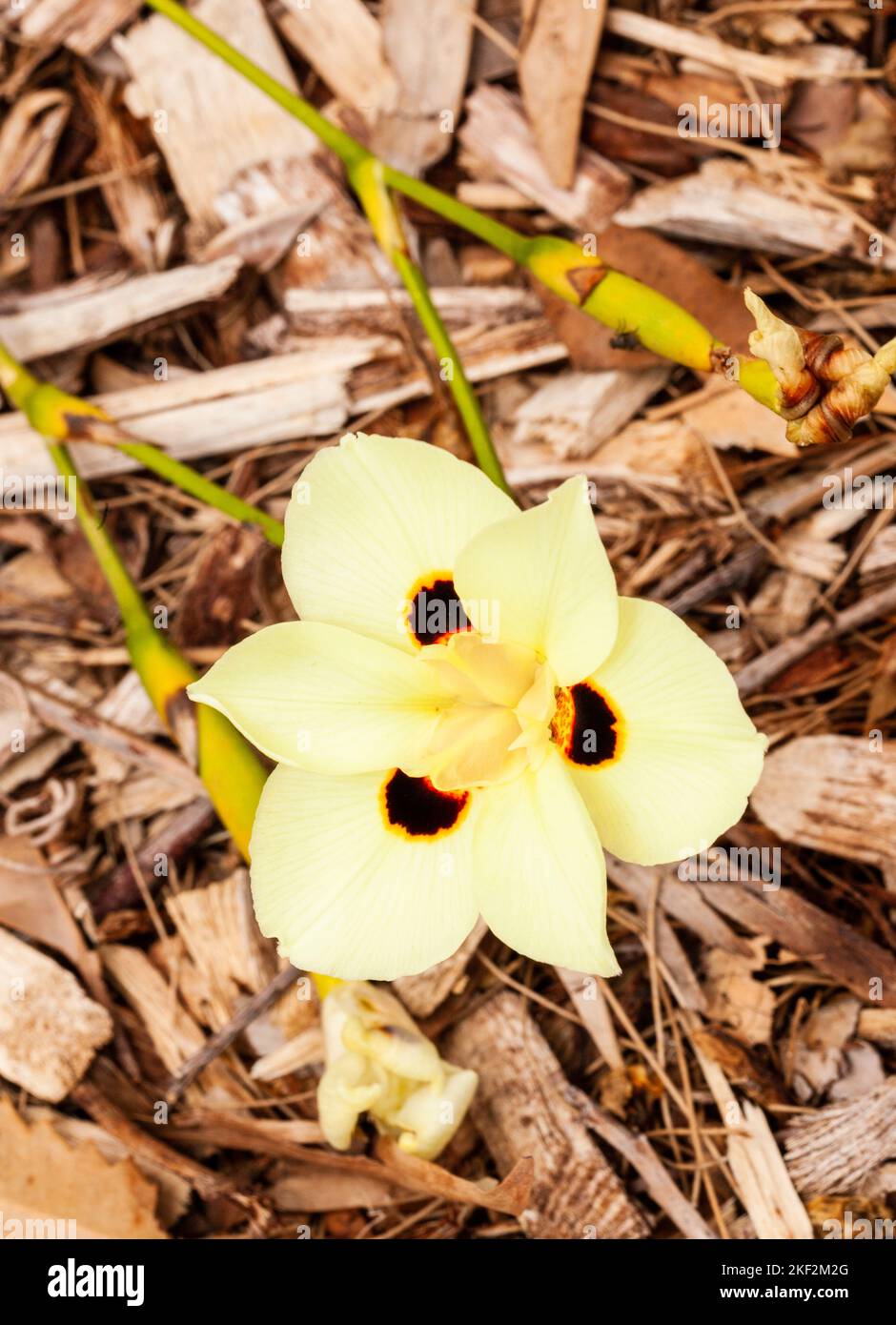 Dietes bicolor, the African iris, fortnight lily or yellow wild iris ...