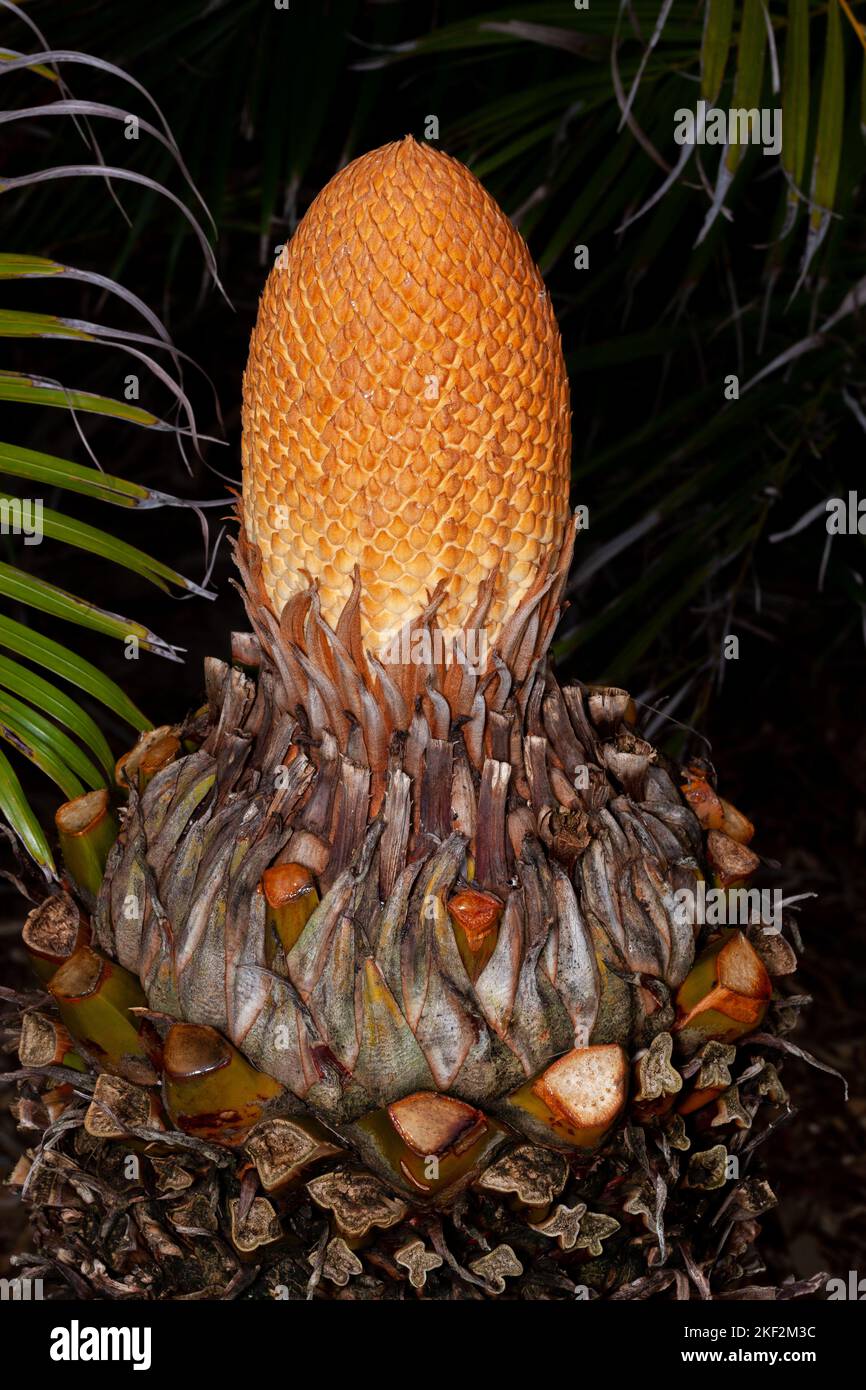 Queen sago palm hi-res stock photography and images - Alamy