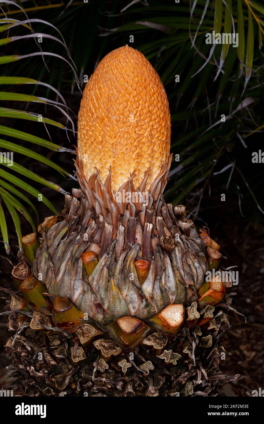 Queen sago palm hi-res stock photography and images - Alamy