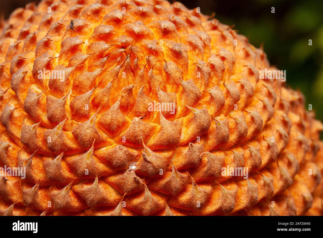 Cycas circinalis, also known as the queen sago, is a species of cycad ...