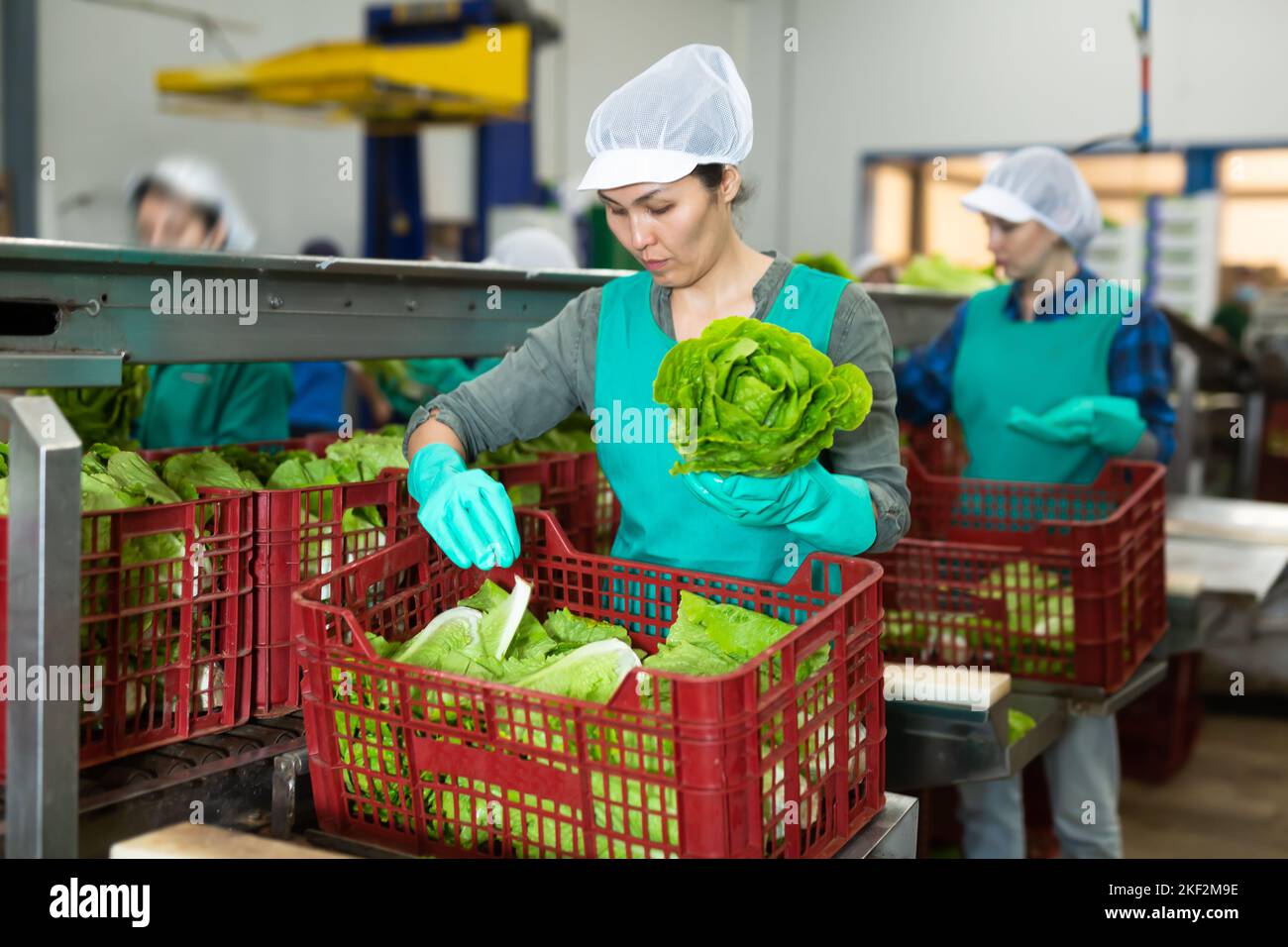 Asian woman sorting lettuce with a team of workers on vegetable factory ...