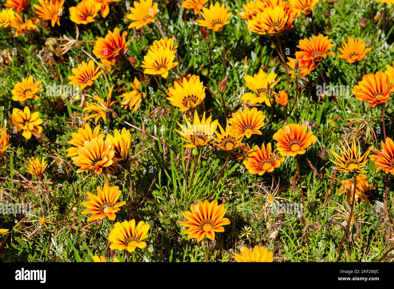 They produce large, daisy-like composite flowerheads in brilliant ...