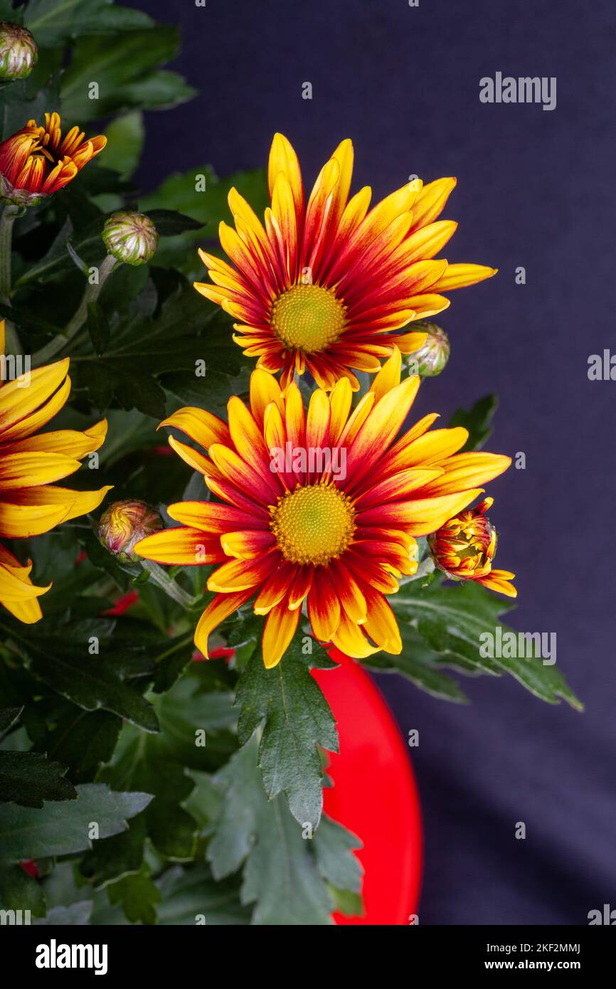 They produce large, daisy-like composite flowerheads in brilliant ...