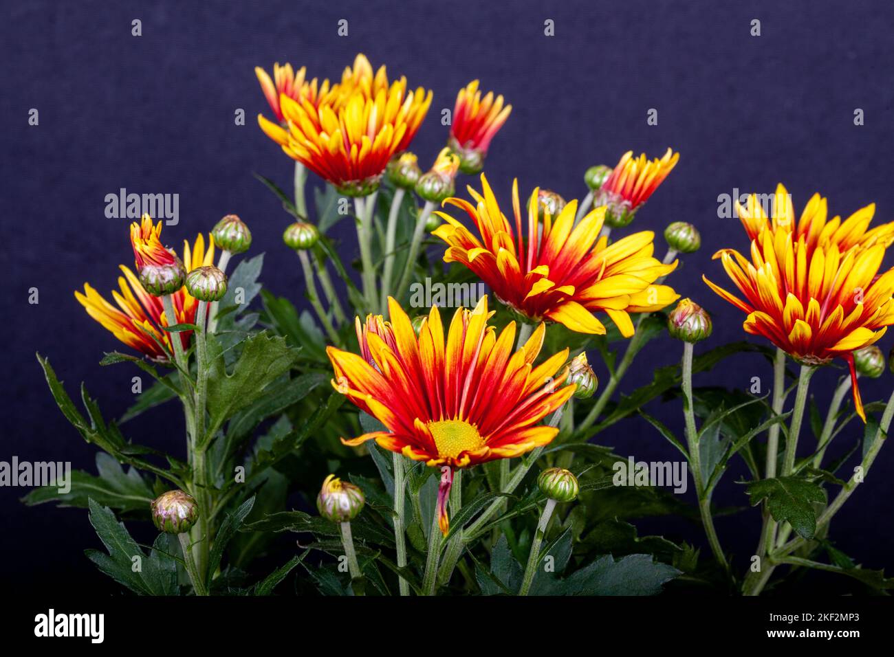 They produce large, daisy-like composite flowerheads in brilliant ...
