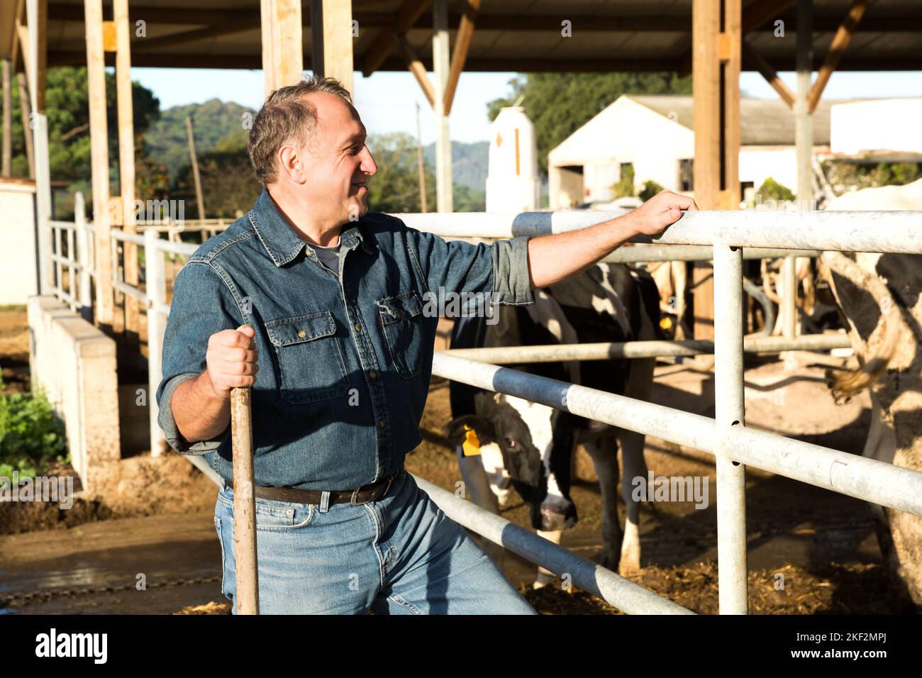 Smiling male farmer on cows farm Stock Photo - Alamy